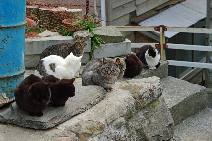 Tashirojima - The Cat Island of Japan | Amusing Planet